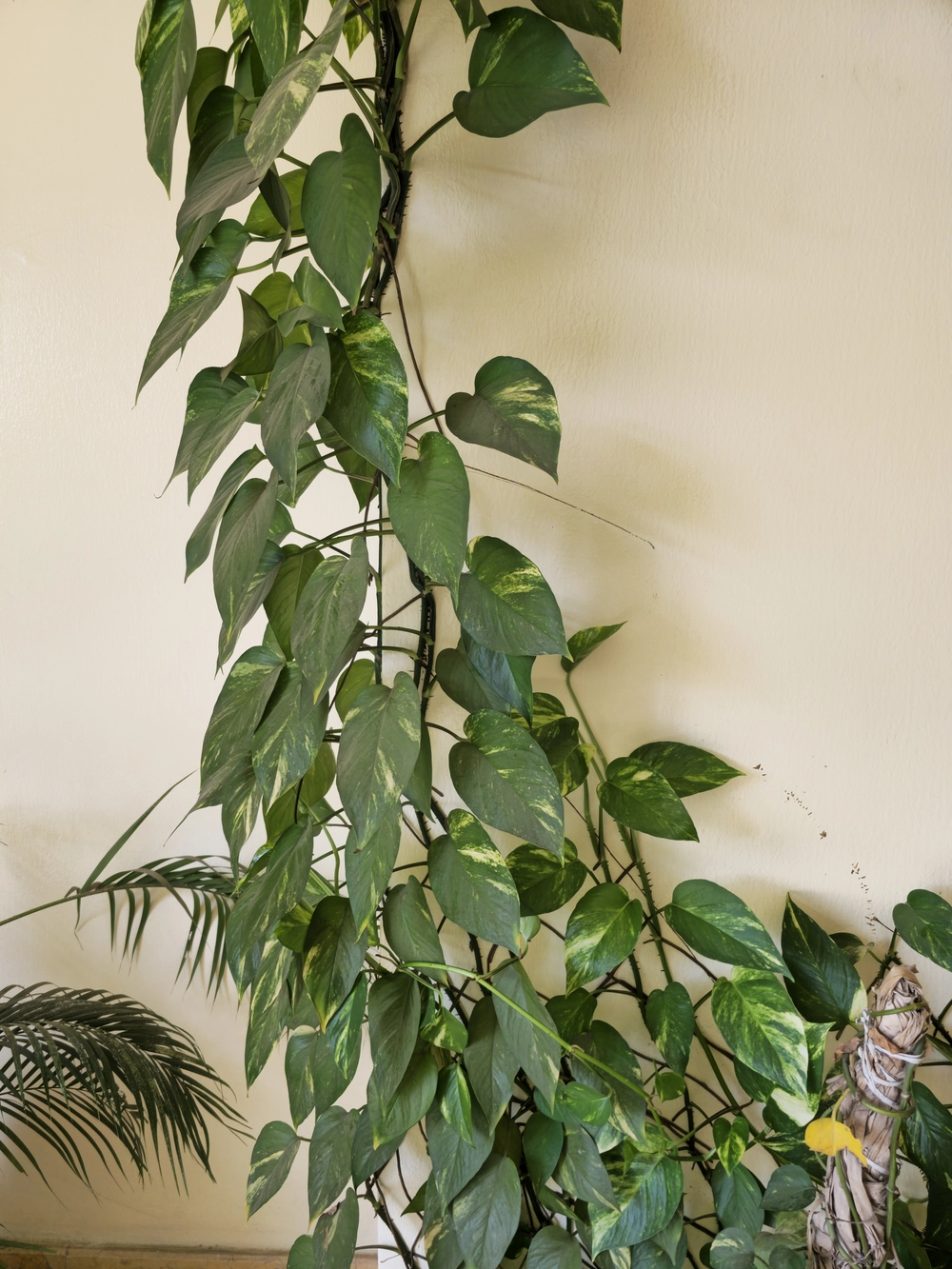 Photo by @Segunxx on Retna