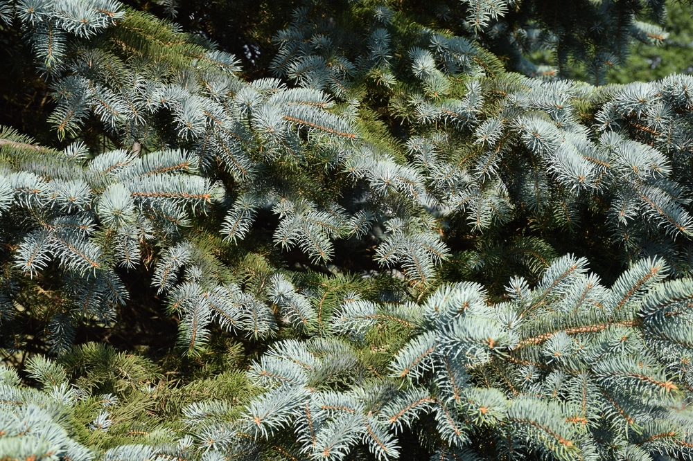 Photo by @YoelW on Retna